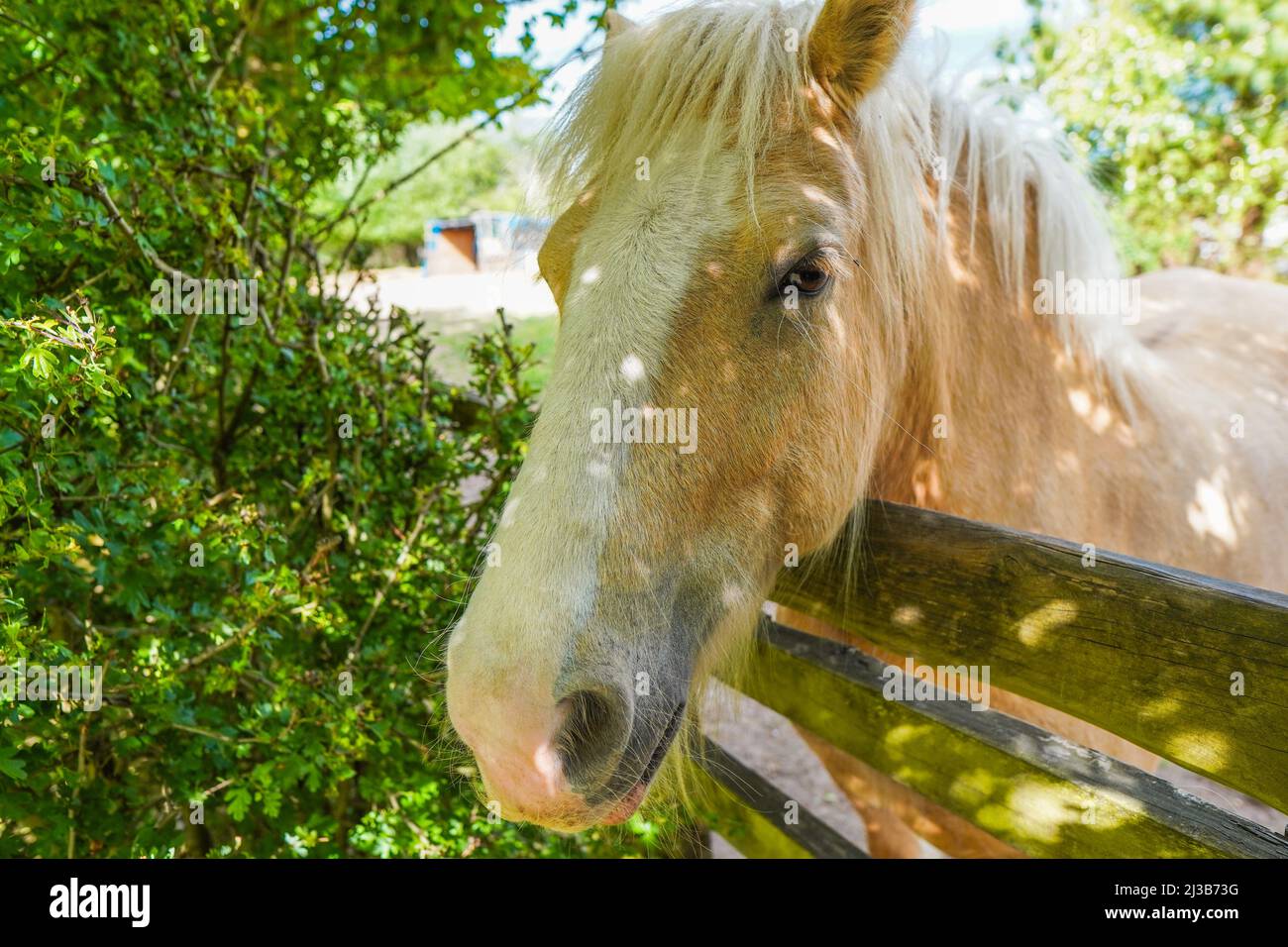 Close up photo of a horse's face Stock Photo - Alamy