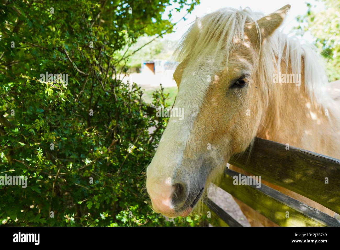 Close up photo of a horse's face Stock Photo - Alamy