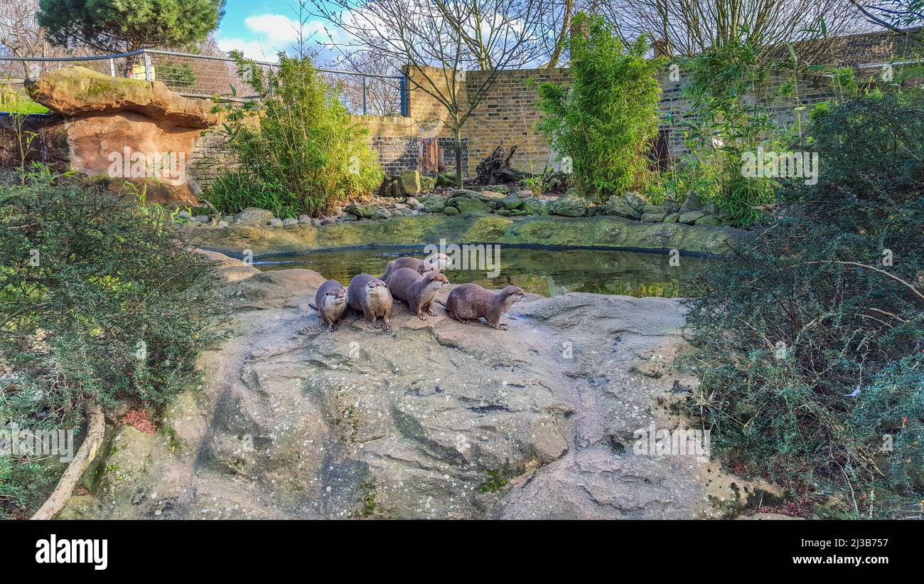 Otters huddled together at ZSL London Zoo Stock Photo - Alamy