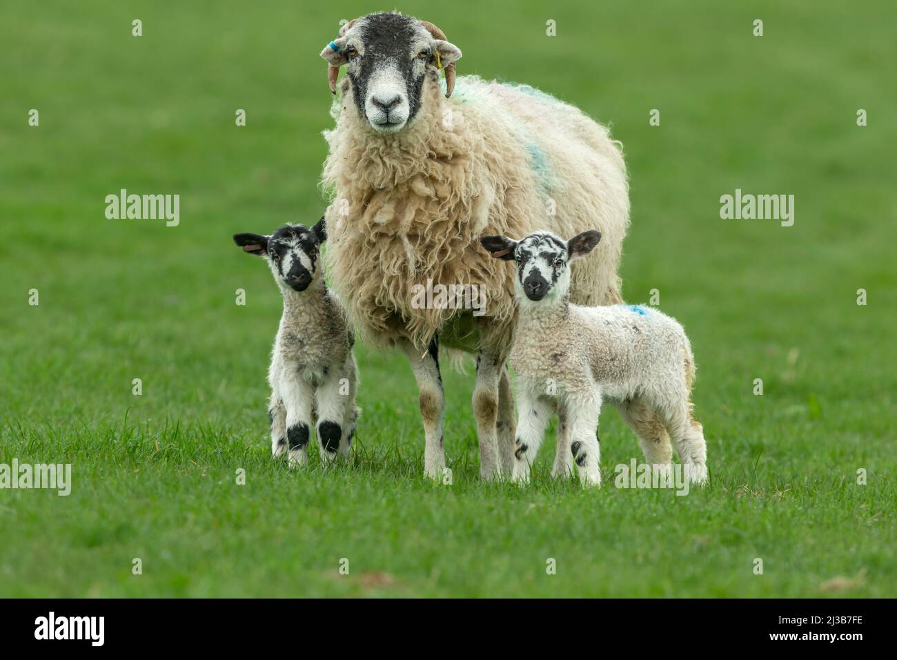 Swaledale ewe with her two young Swaledale mule lambs in early ...