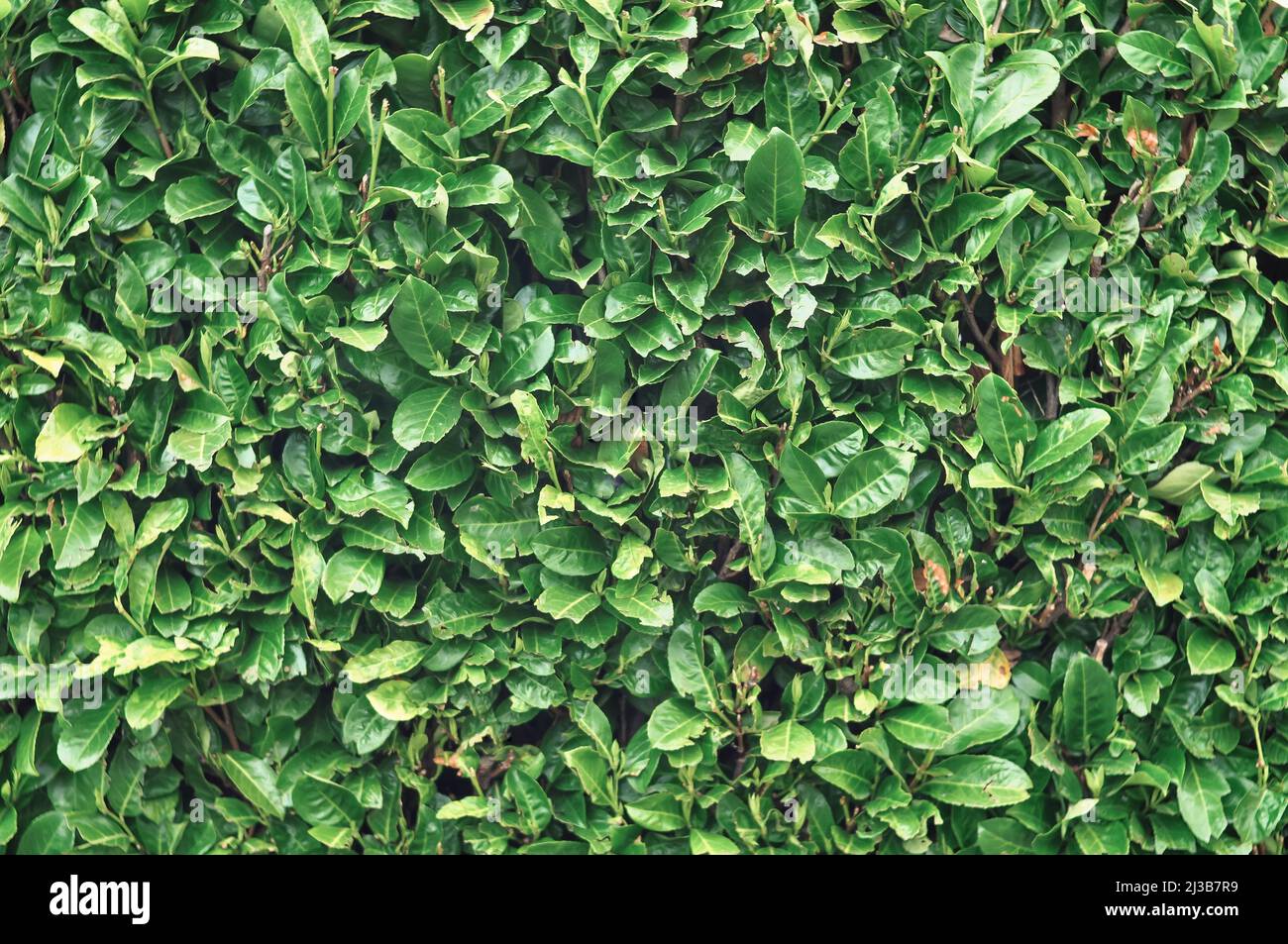 Bush texture hi-res stock photography and images - Alamy