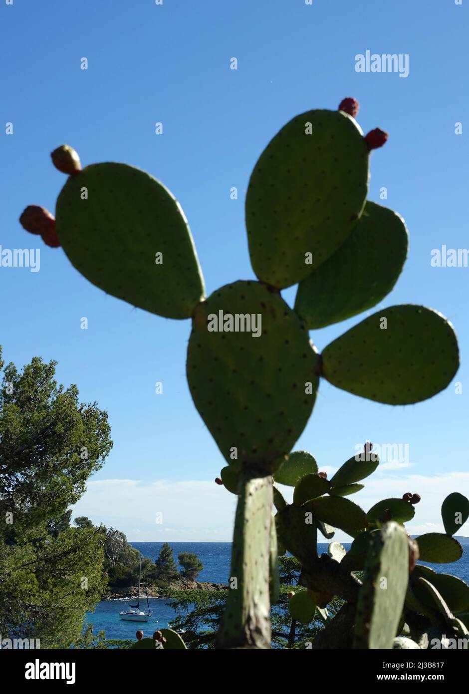 Prickly pear rackets at La Fossette beach in Lavandou Stock Photo - Alamy