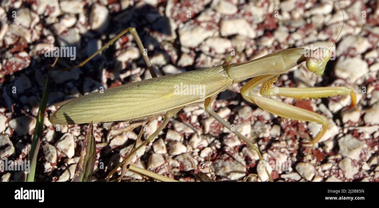 Praying mantis on the ground Stock Photo - Alamy