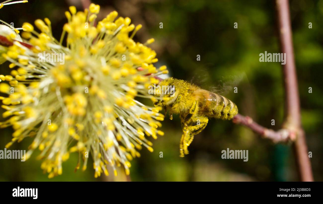 Honey bee collecting pollen from flowers blooming in spring. Honey bee ...
