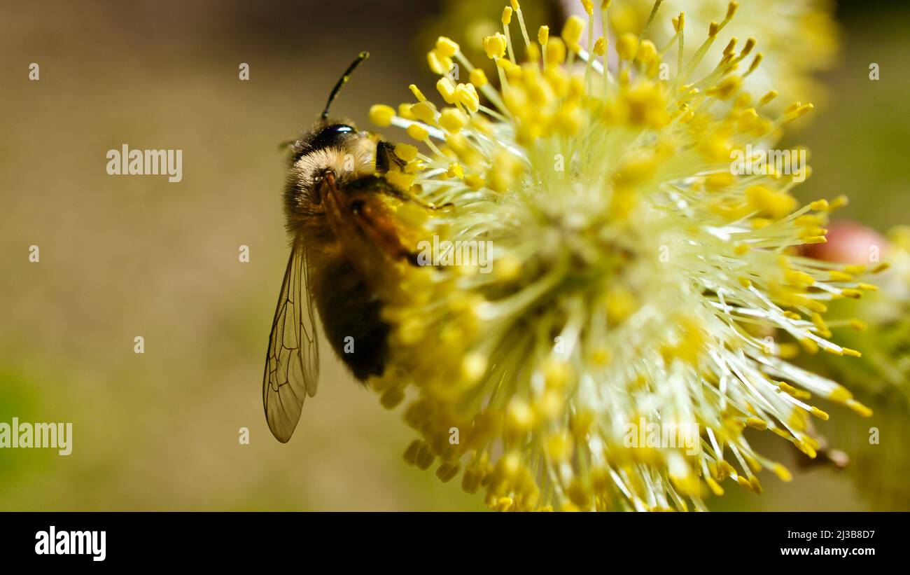 Honey bee collecting pollen from flowers blooming in spring. Honey bee ...