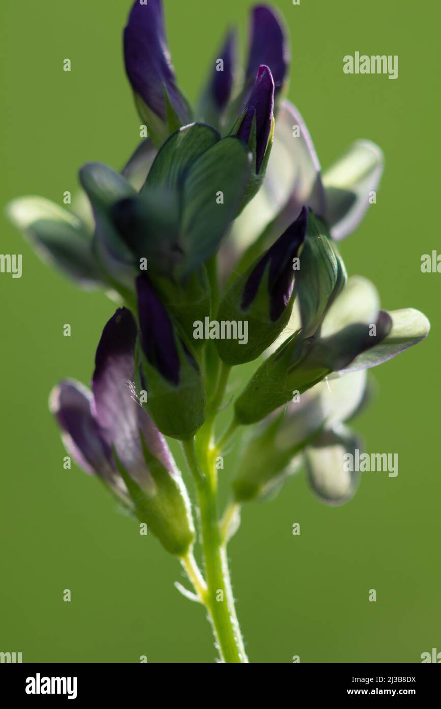 Alfalfa plant garden hi-res stock photography and images - Alamy