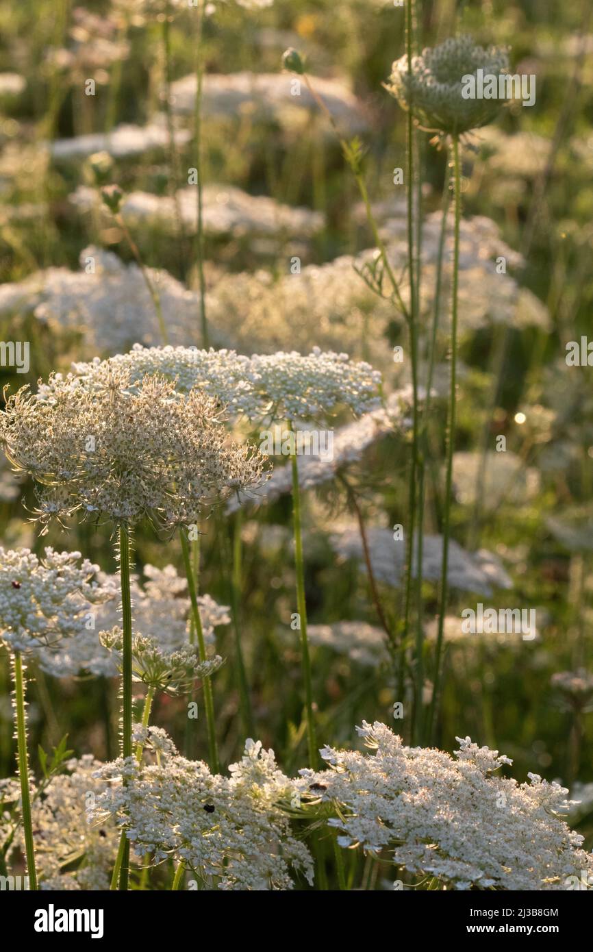 Wild carrots in bloom hi-res stock photography and images - Alamy
