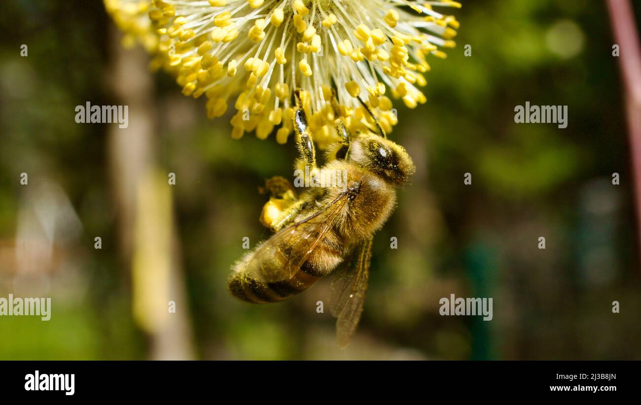 Honey bee collecting pollen from flowers blooming in spring. Honey bee ...