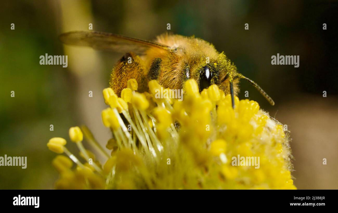 Honey bee collecting pollen from flowers blooming in spring. Honey bee ...