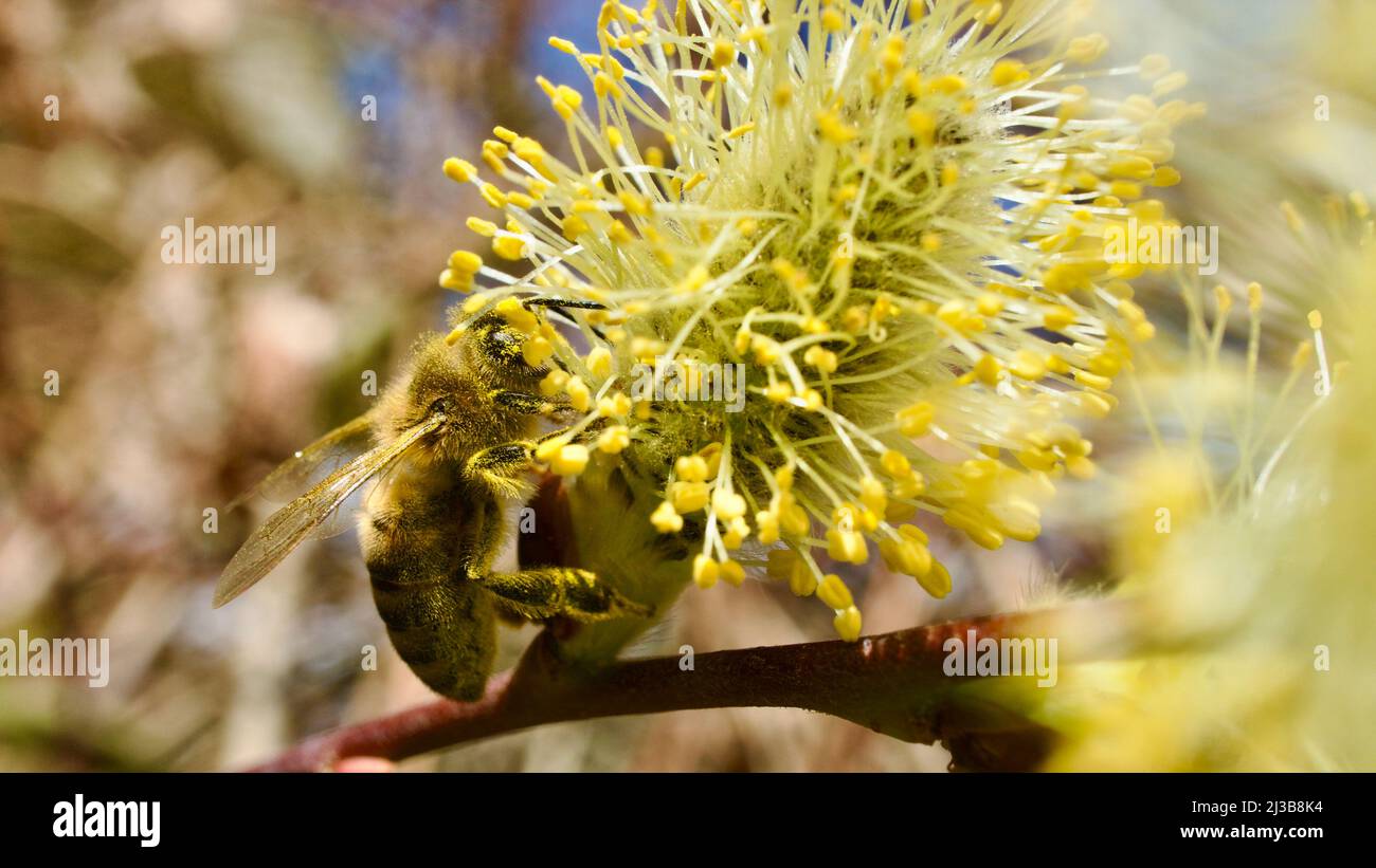 Honey bee collecting pollen from flowers blooming in spring. Honey bee ...
