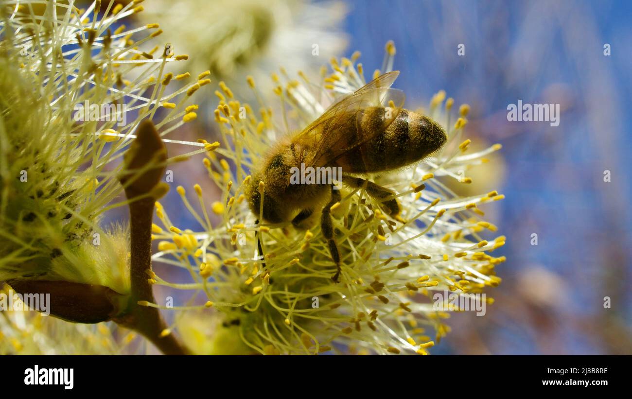 Honey bee collecting pollen from flowers blooming in spring. Honey bee ...