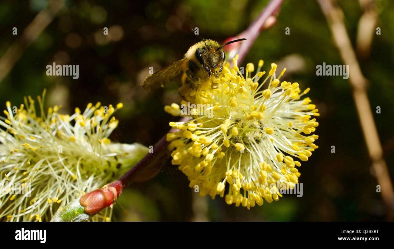 Honey bee collecting pollen from flowers blooming in spring. Honey bee ...