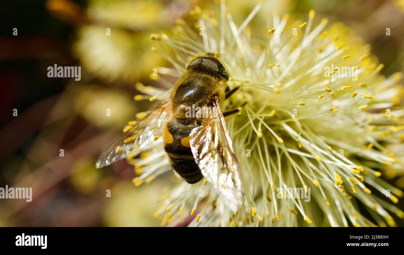 Honey bee collecting pollen from flowers blooming in spring. Honey bee ...