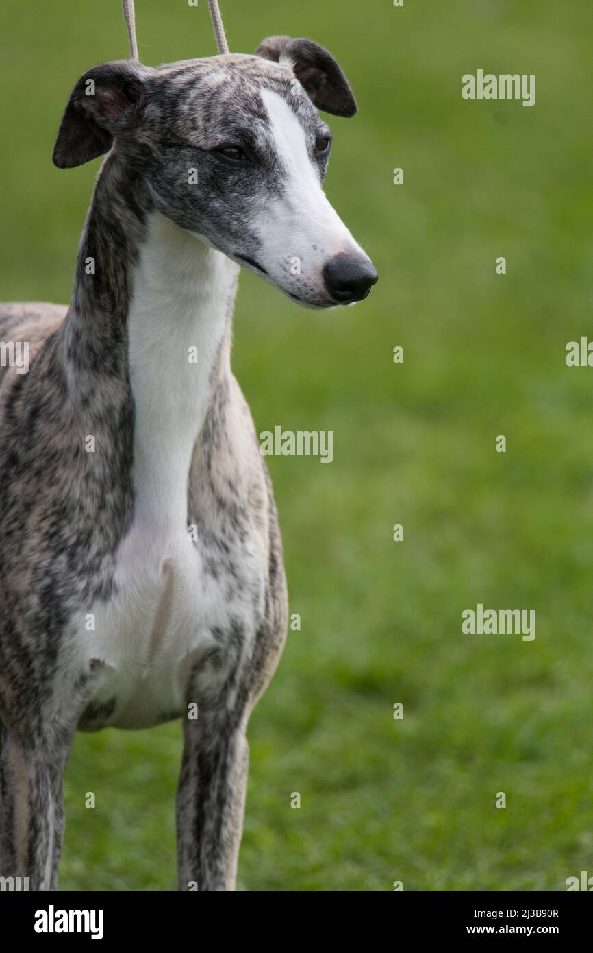 Show dog pups hi-res stock photography and images - Alamy