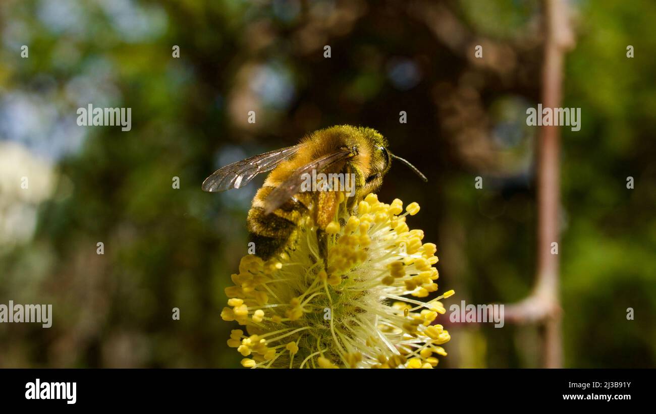 Honey bee collecting pollen from flowers blooming in spring. Honey bee ...