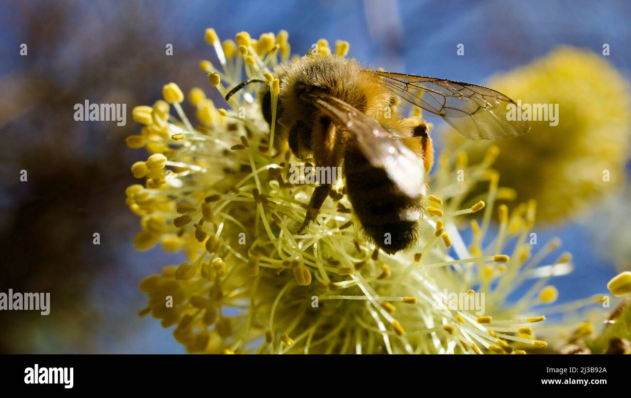Honey bee collecting pollen from flowers blooming in spring. Honey bee ...
