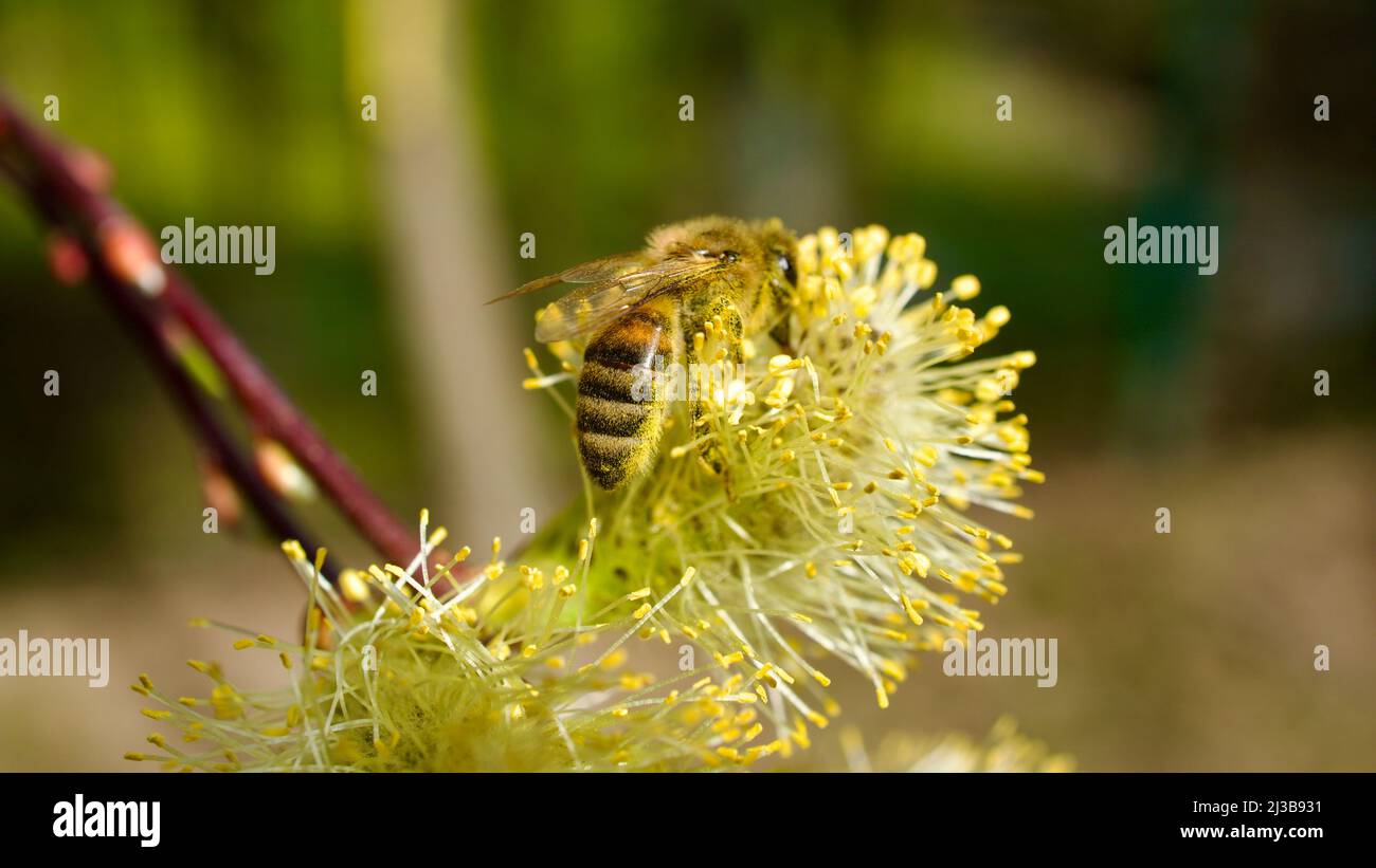 Honey bee collecting pollen from flowers blooming in spring. Honey bee ...