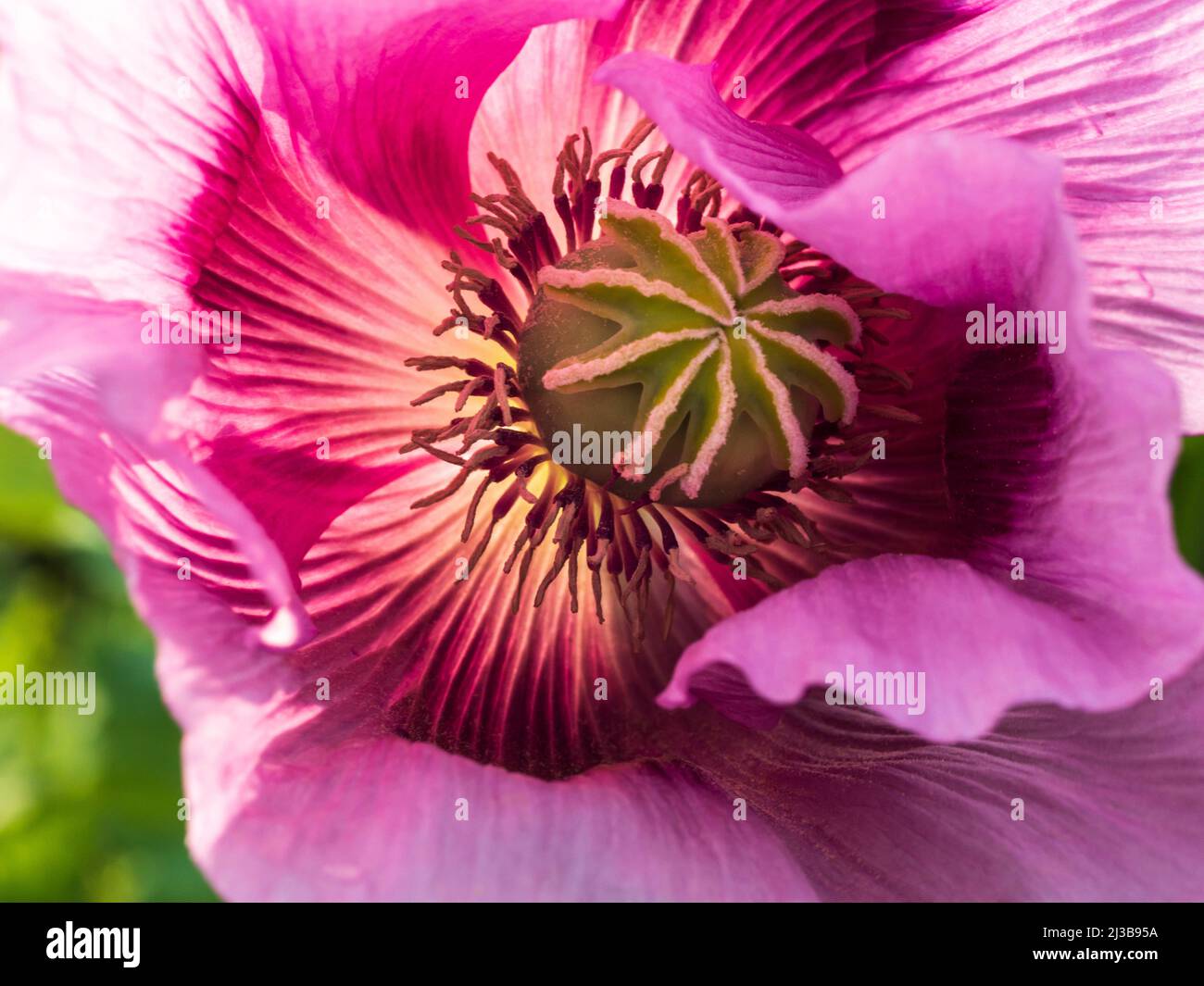 Up close pink poppy hi-res stock photography and images - Alamy