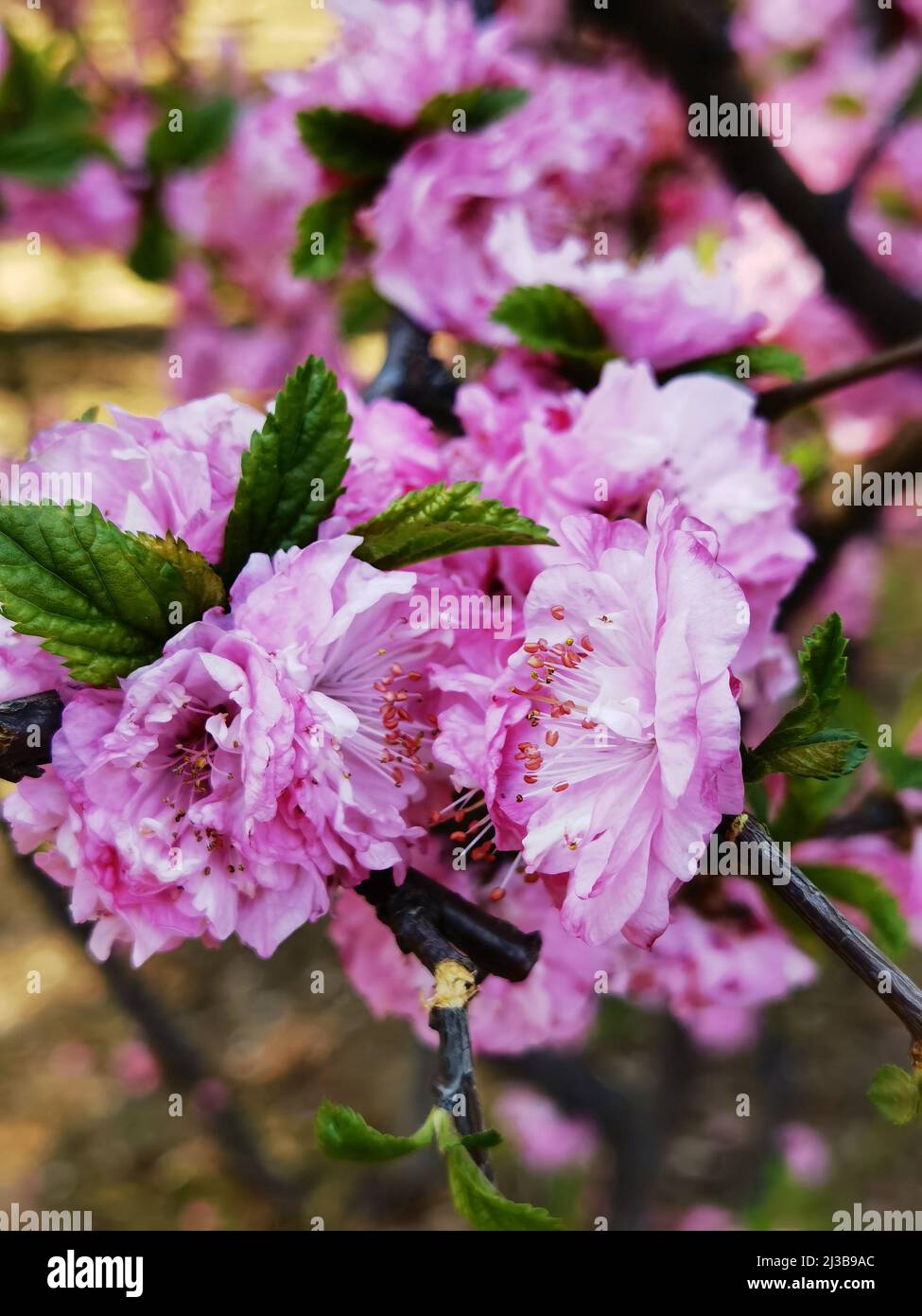 Three lobed leaf hi-res stock photography and images - Alamy
