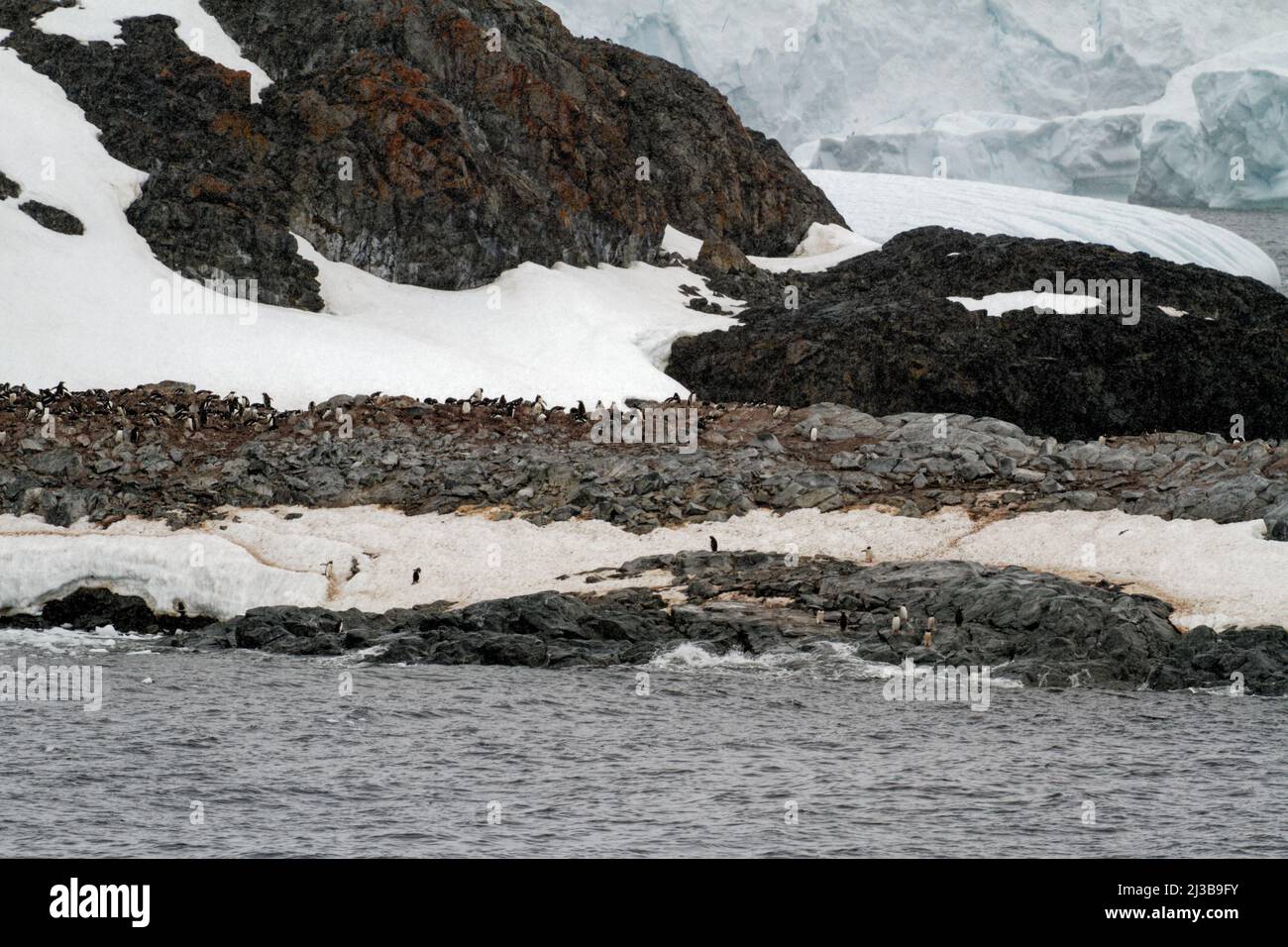 Antarctica - Colony Of Penguins In Natural Habitat - Antarctica ...