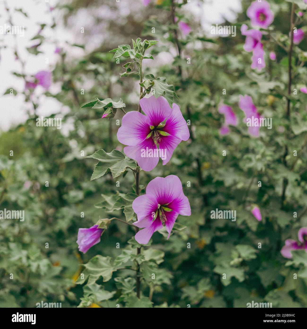 Treelike hi-res stock photography and images - Alamy