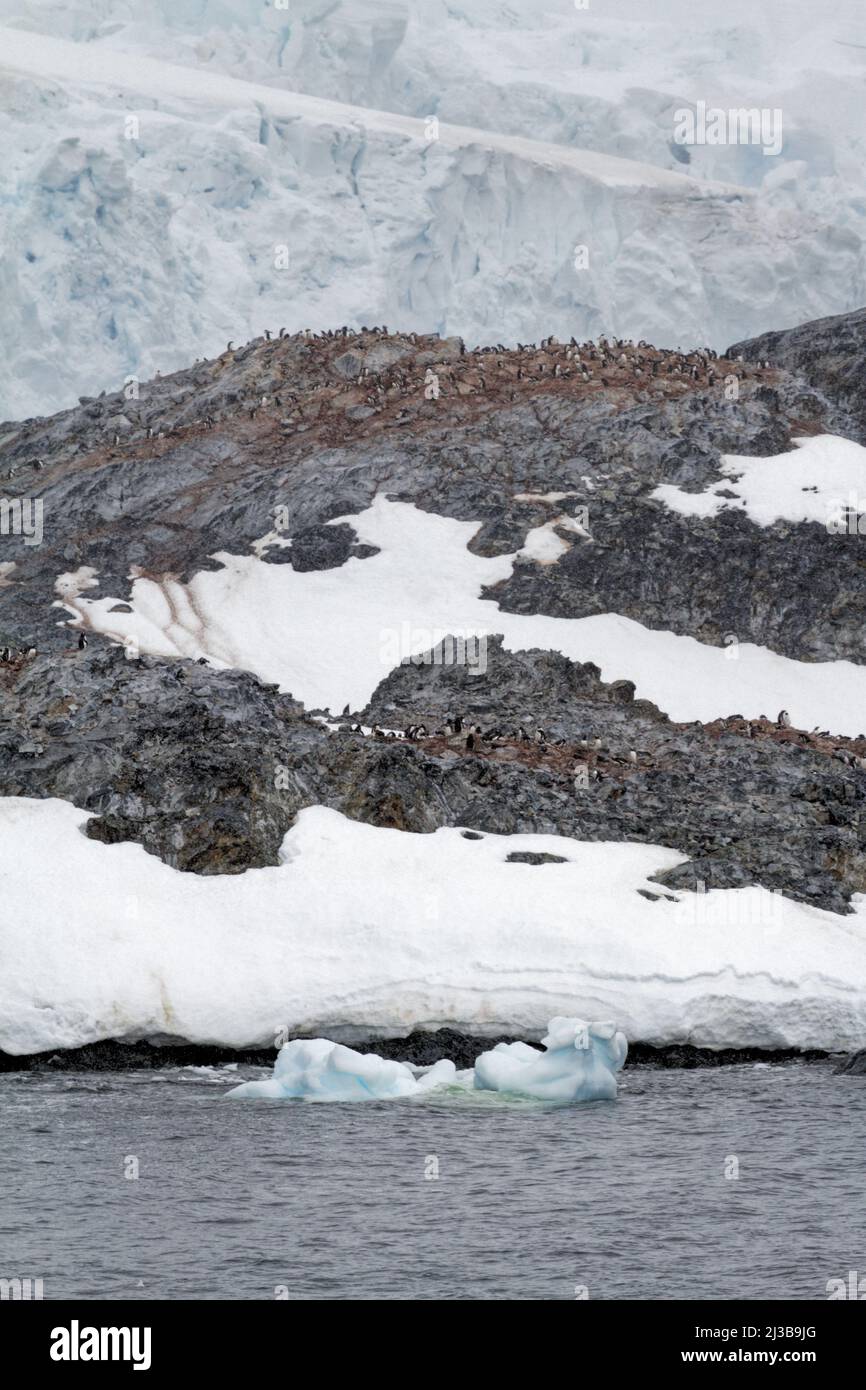 Antarctica - Colony Of Penguins In Natural Habitat - Antarctica ...