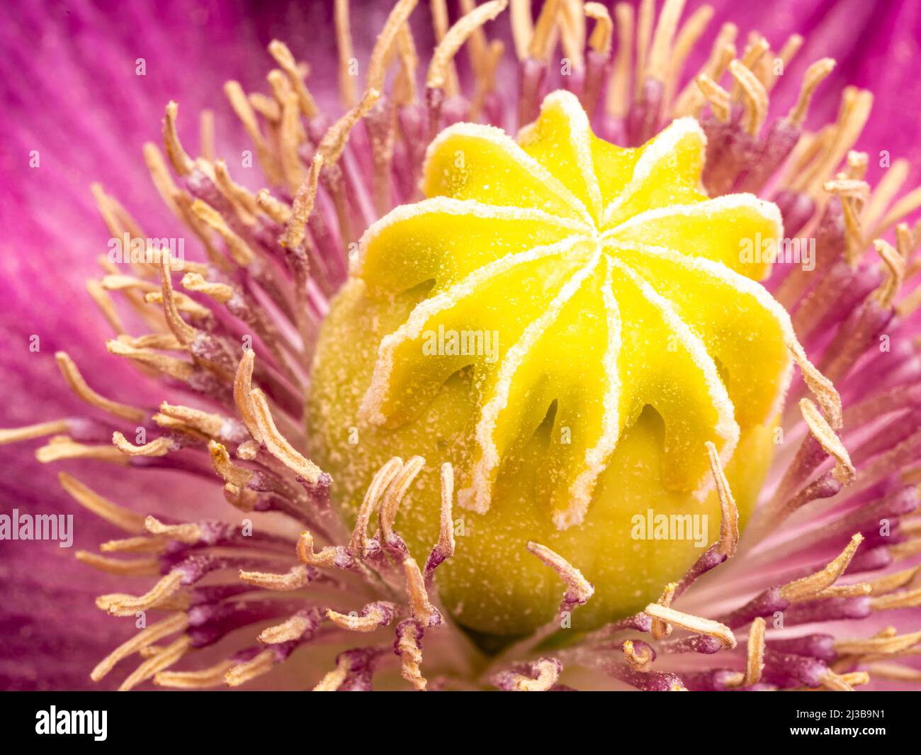 Pink Turkish poppy flower with capsule, macro Stock Photo - Alamy