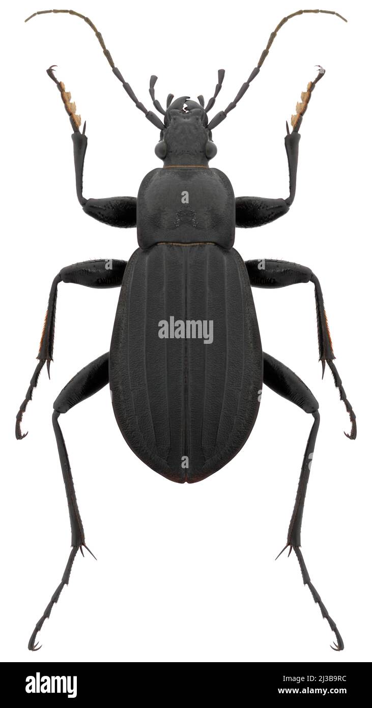 Ground beetle species Carabus canaliculatus, male Stock Photo - Alamy