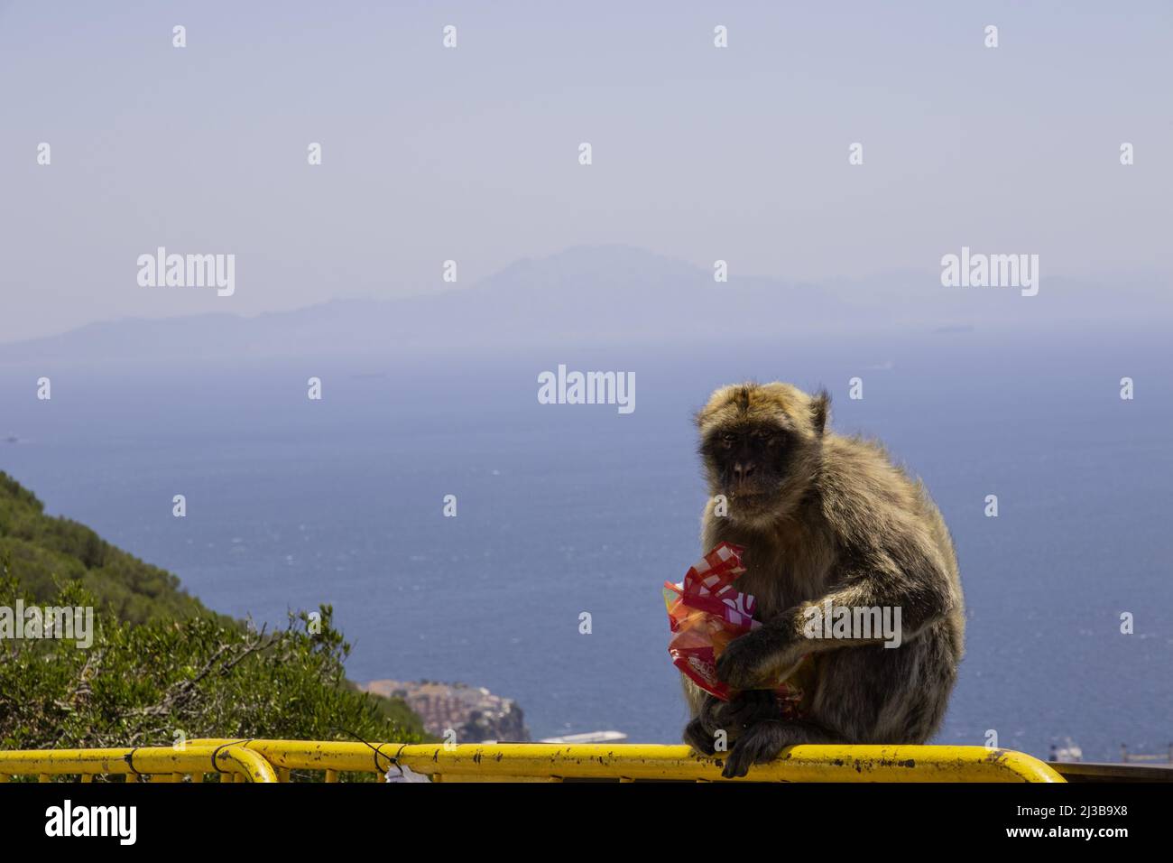 Macaque from Gilbratar in a funny pose Stock Photo - Alamy