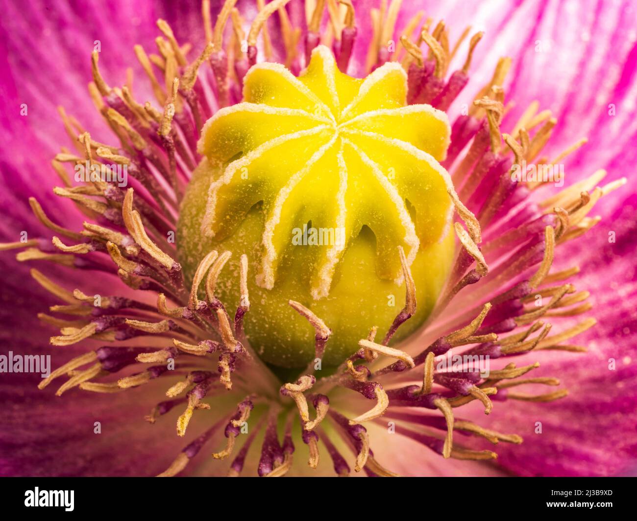Turkish poppy hi-res stock photography and images - Alamy