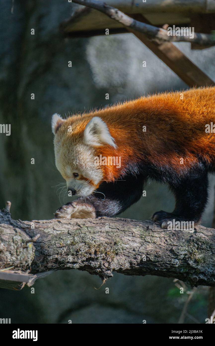 A vertical shot of a cute fluffy red panda (Ailurus fulgens) walking on ...