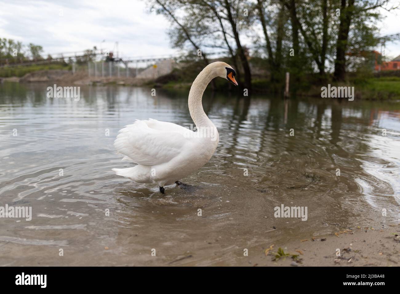Muddy pond bank hi-res stock photography and images - Alamy