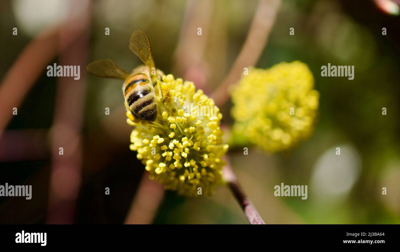 Honey bee collecting pollen from flowers blooming in spring. Honey bee ...