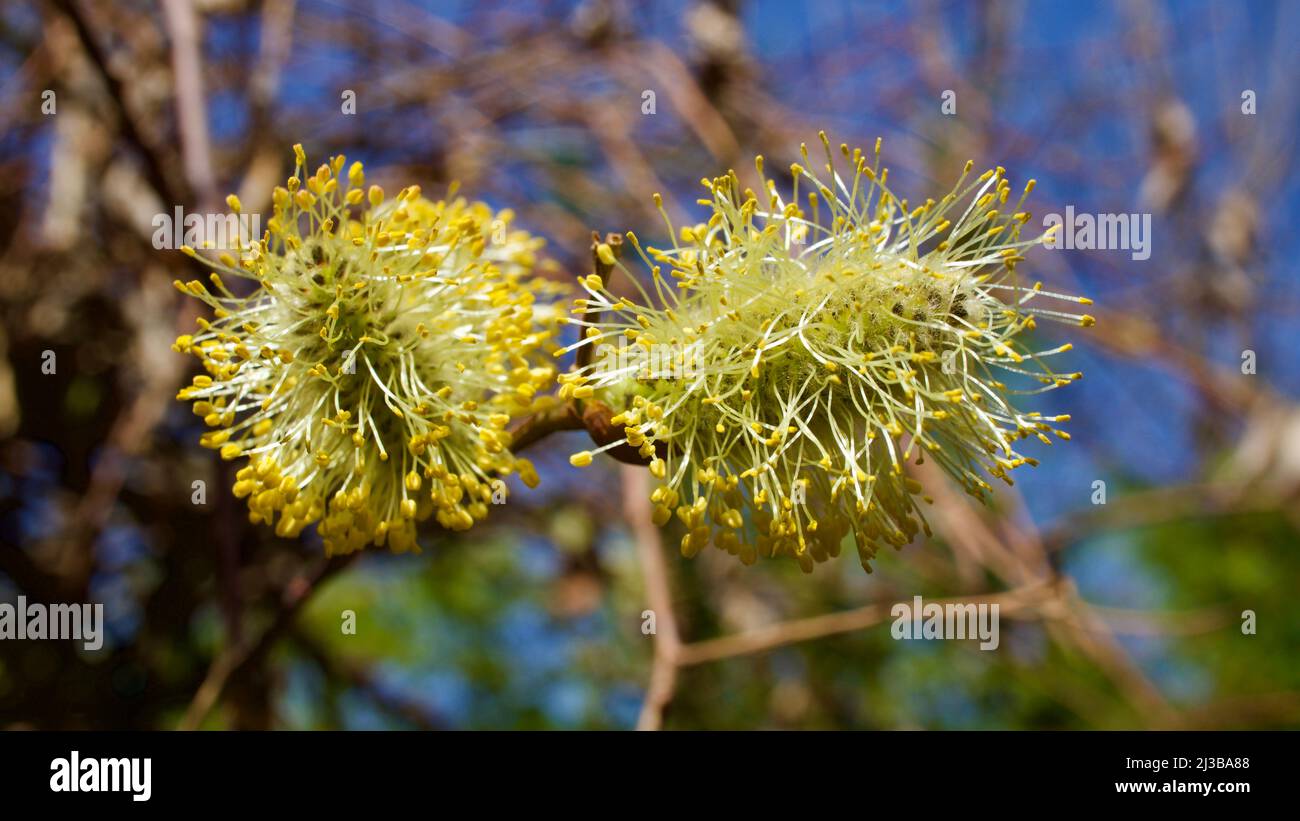 Spring blooming buds of inverted mulberry tree. Hairy mulberry tree bud ...