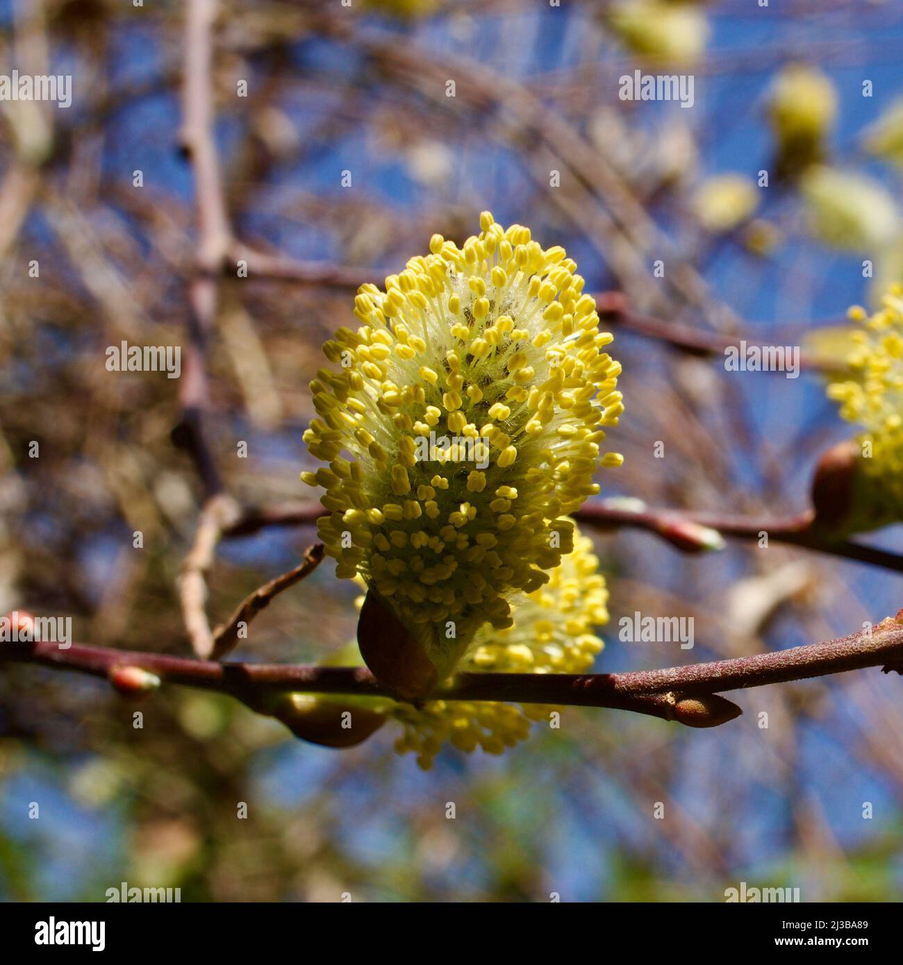 Mulberry Tree Flower Hi Res Stock Photography And Images Alamy