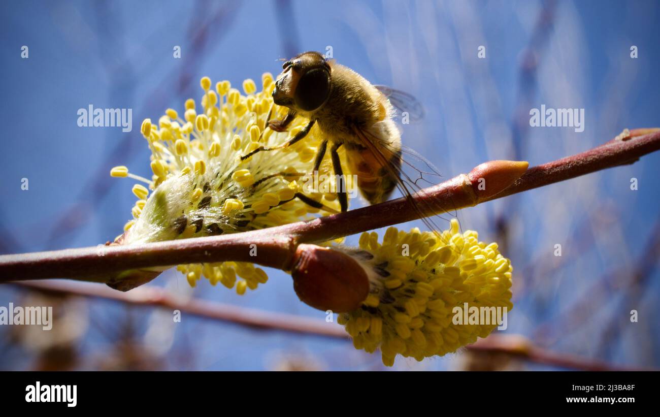 Drone honey bees hi-res stock photography and images - Alamy