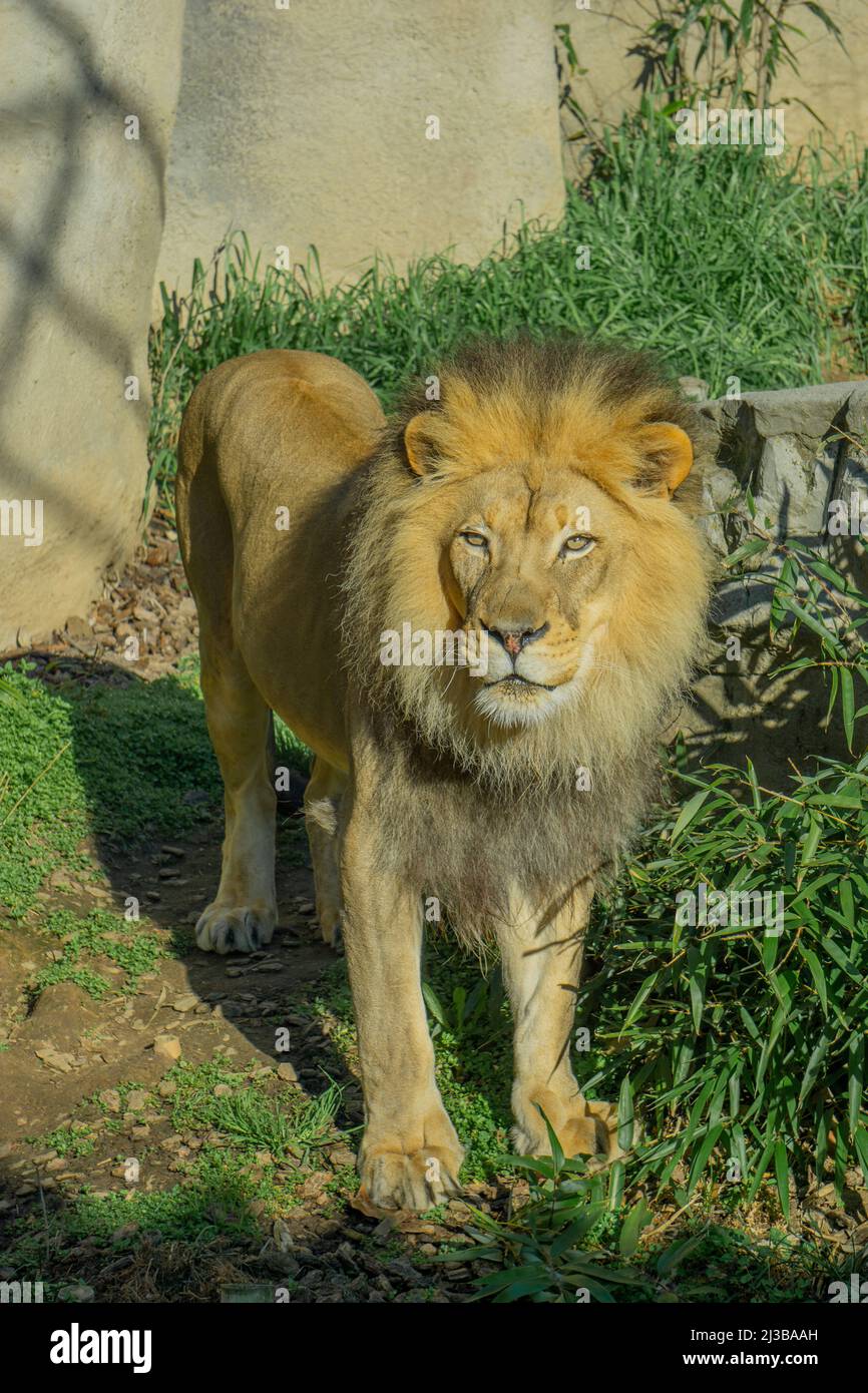 A vertical shot of a wild slim lion standing on the grass Stock Photo ...