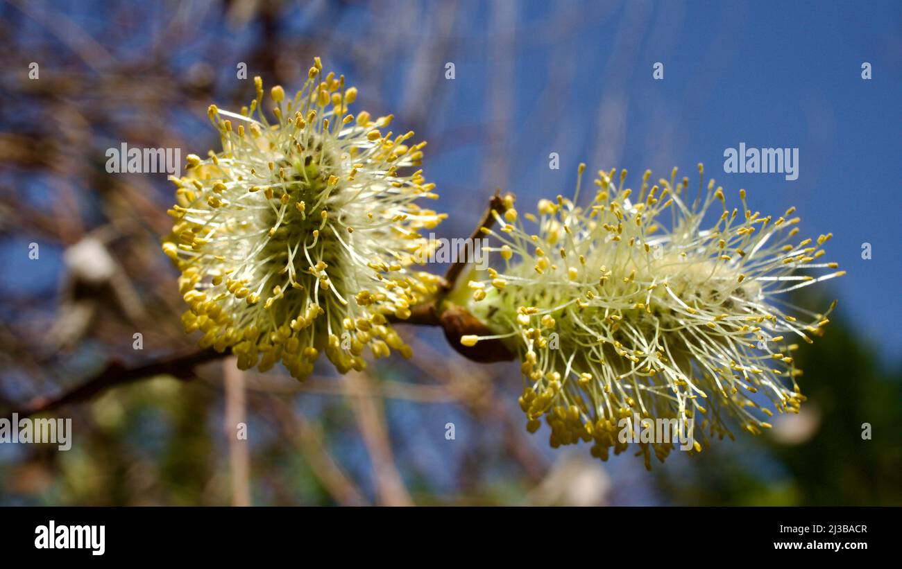 Spring blooming buds of inverted mulberry tree. Hairy mulberry tree bud ...