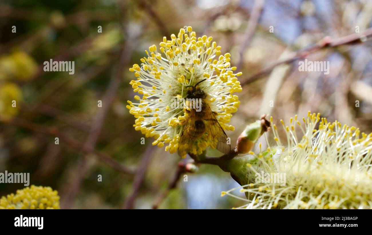 Honey bee collecting pollen from flowers blooming in spring. Honey bee ...