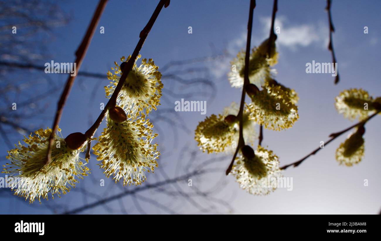 Spring blooming buds of inverted mulberry tree. Hairy mulberry tree bud ...