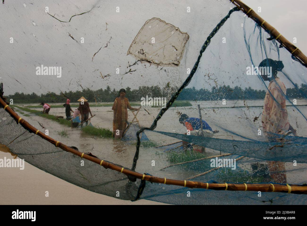 Farmers fishing with fish nets on a flooded rice field as an ...
