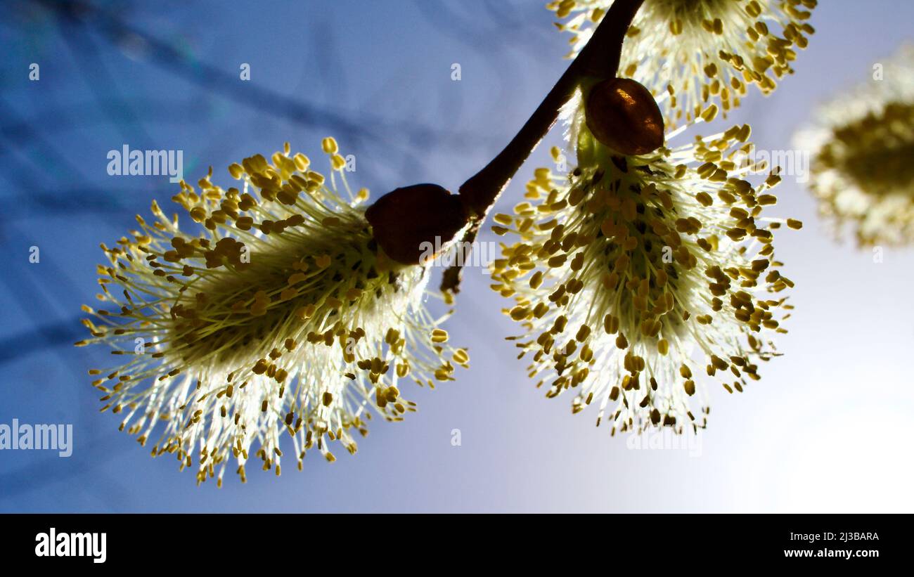 Mulberry tree flower hi-res stock photography and images - Alamy