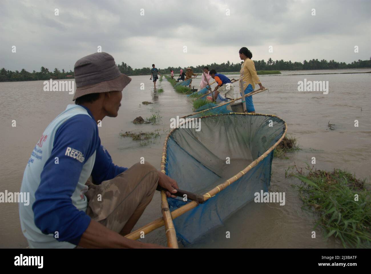 Farmers fishing with fish nets on a flooded rice field as an ...