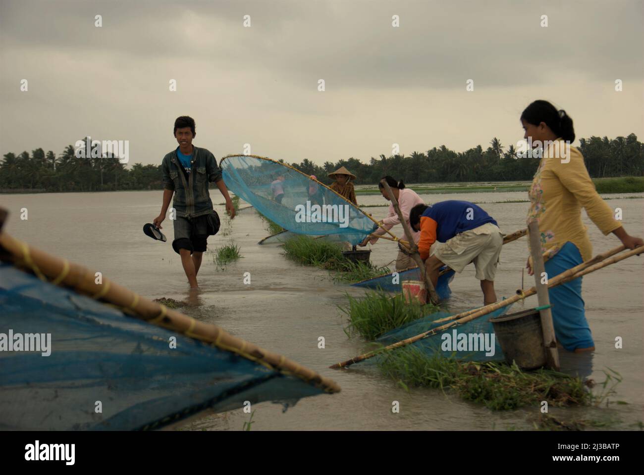 Farmers fishing with fish nets on a flooded rice field as an ...