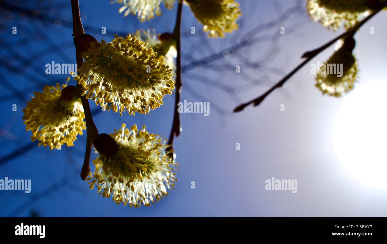Spring blooming buds of inverted mulberry tree. Hairy mulberry tree bud ...