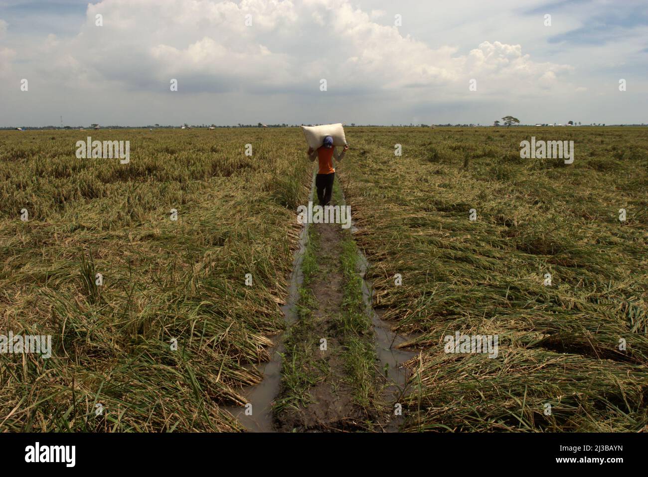 A farmer carries a sack filled with harvested paddies, as he is walking ...