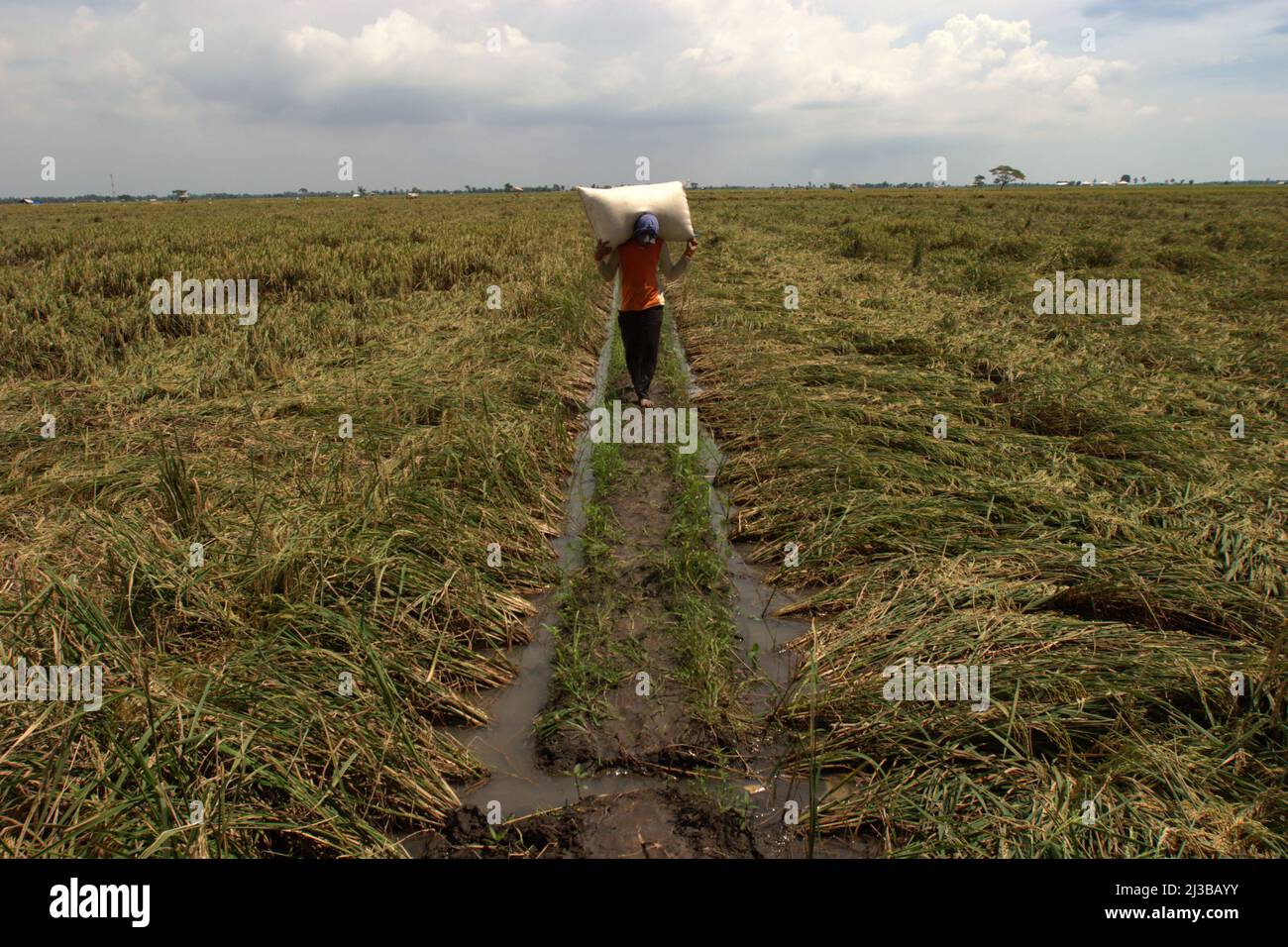 A farmer carries a sack filled with harvested paddies, as he is walking ...