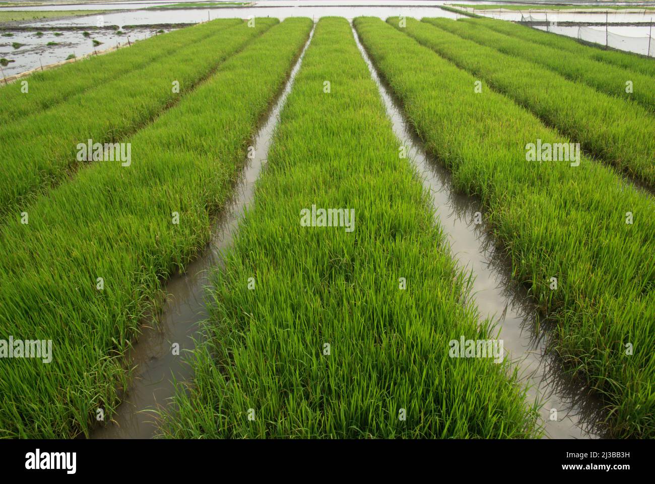 Climate resilient rice variety hi-res stock photography and images - Alamy
