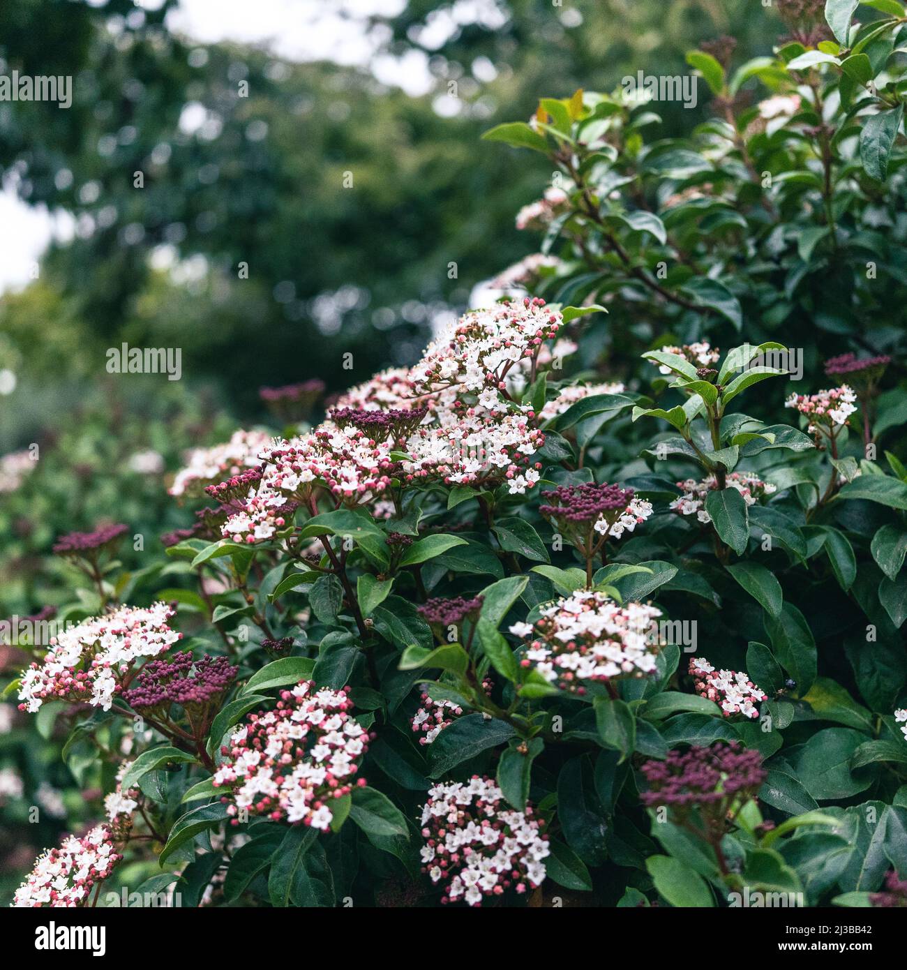 Laurel flower hi-res stock photography and images - Alamy