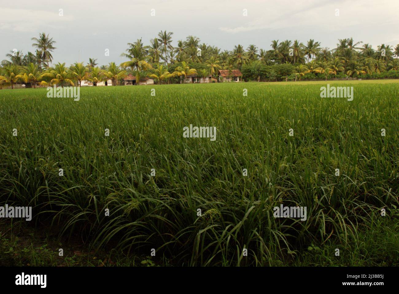 A vast rice field in a background of a small village in Tempuran ...